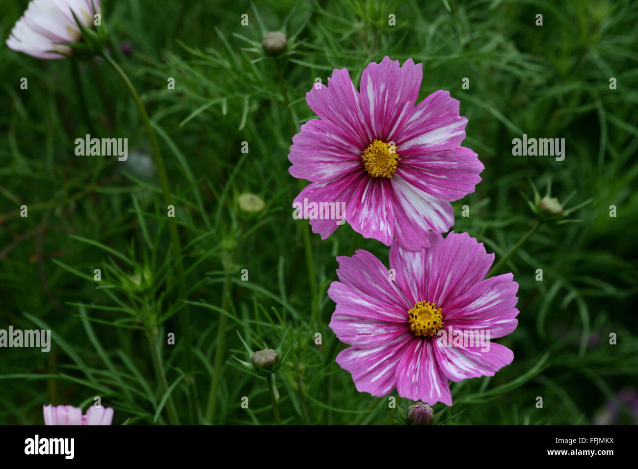 Two hybrid cosmos (Cosmos bipinnatus) flowers against a background of ...