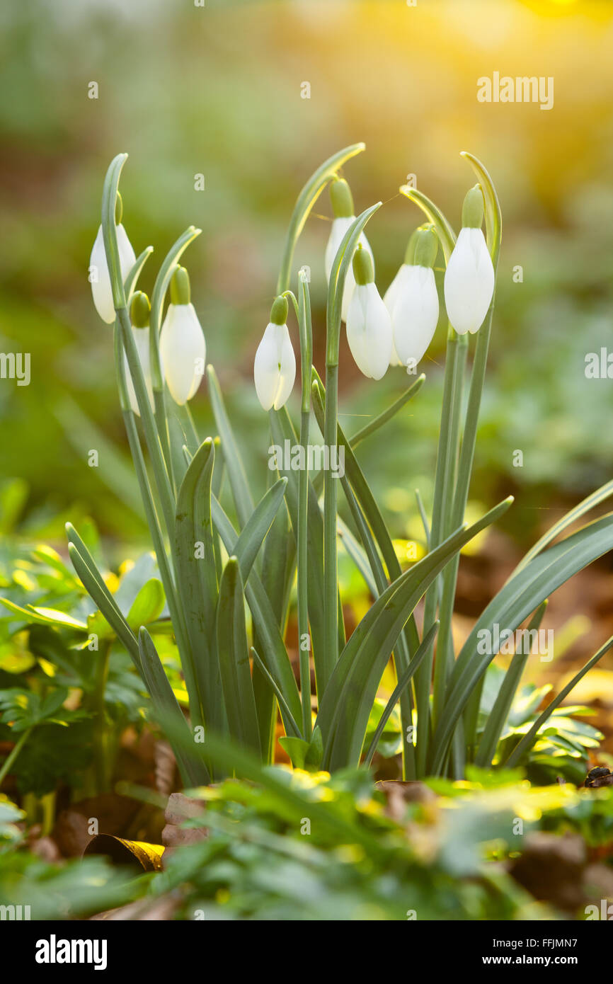 Bunch of snowdrops hi-res stock photography and images - Alamy