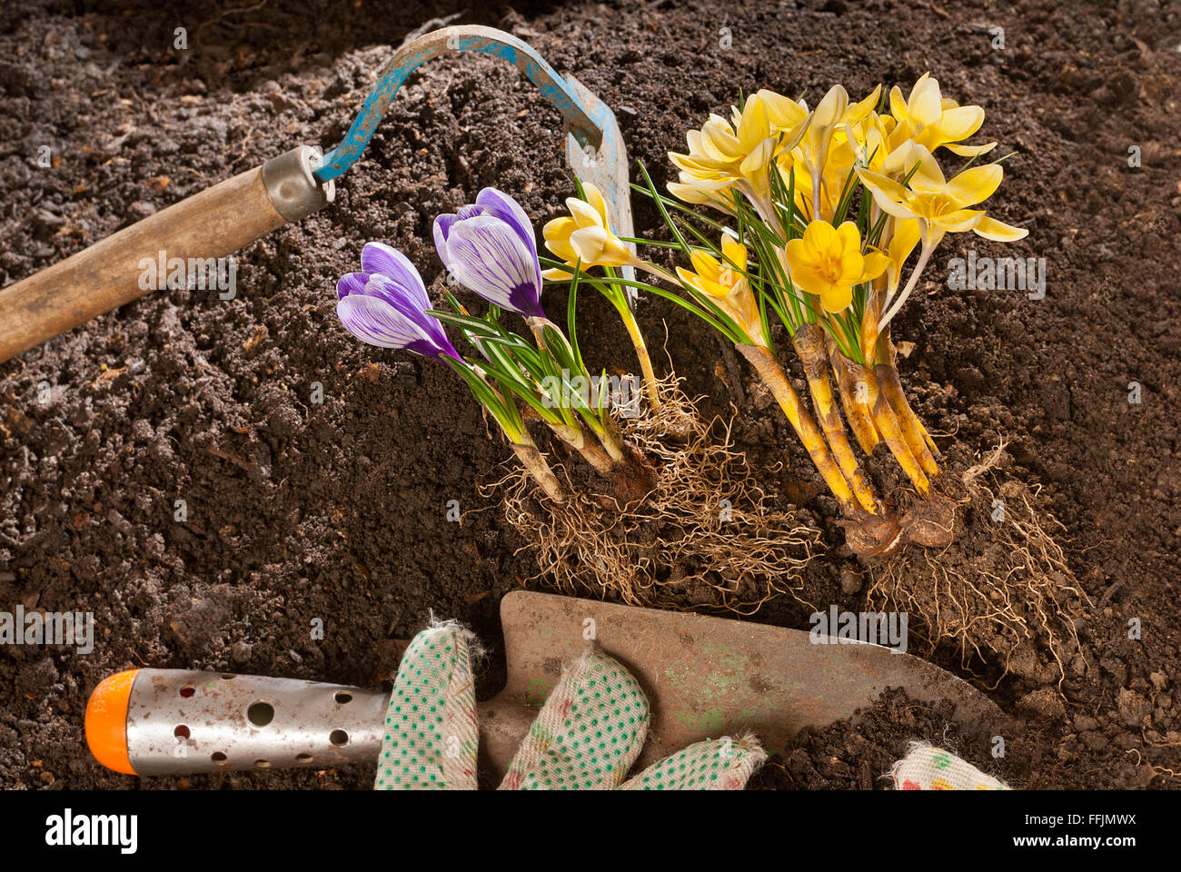 Crocus root hi-res stock photography and images - Alamy
