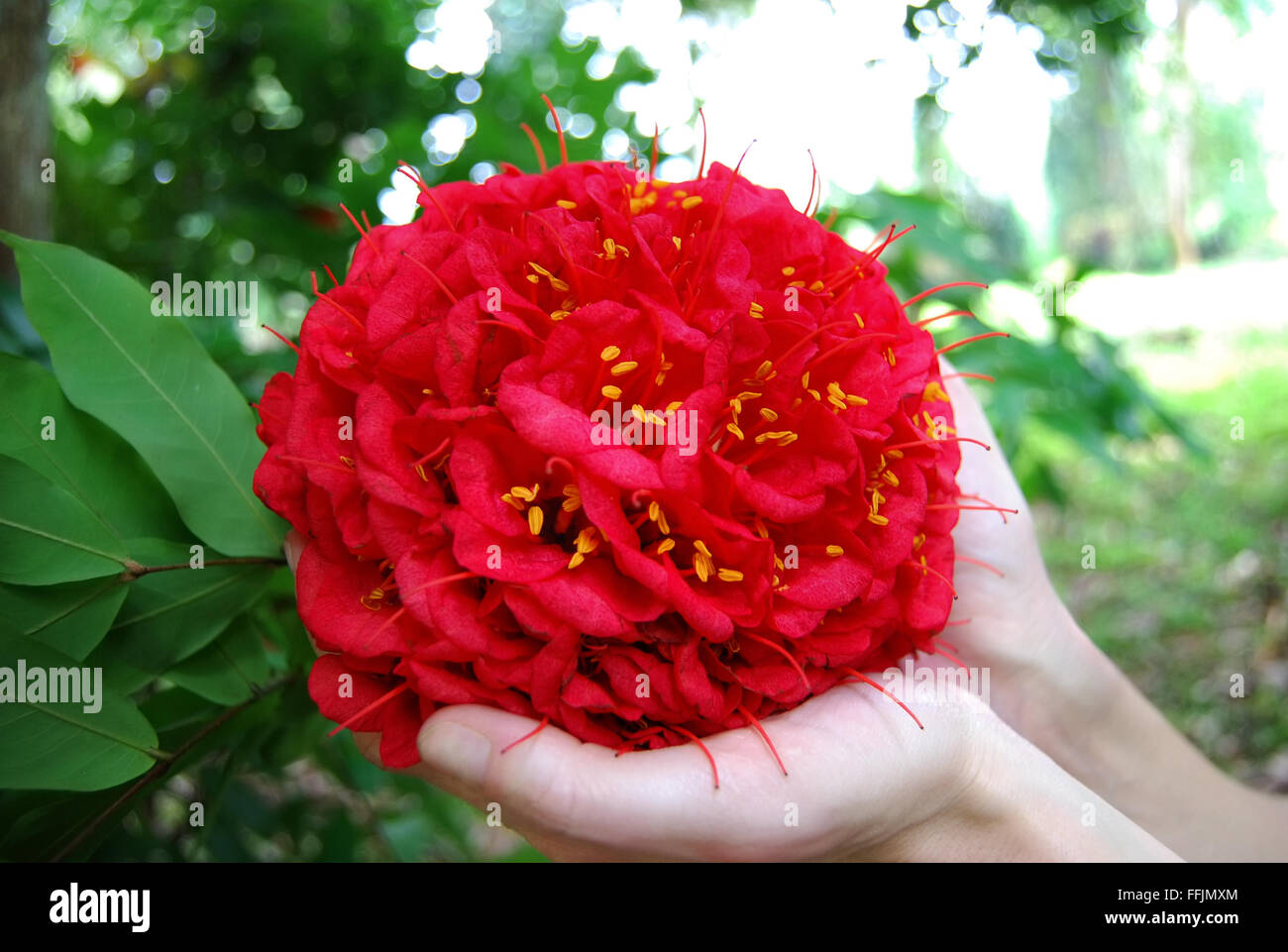 Brownea ariza hi-res stock photography and images - Alamy
