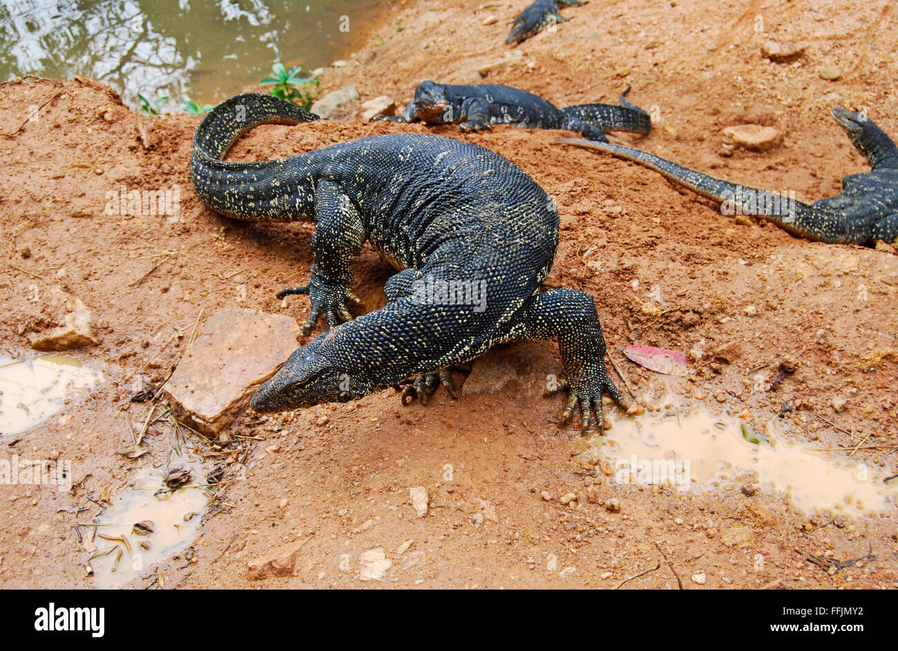Species are native to asia hi-res stock photography and images - Alamy