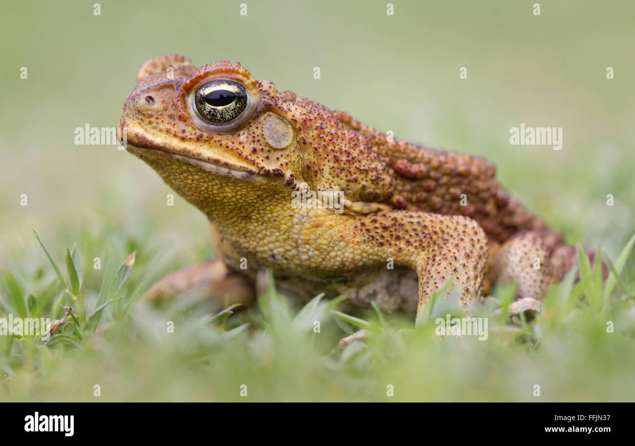 Toad face hi-res stock photography and images - Alamy