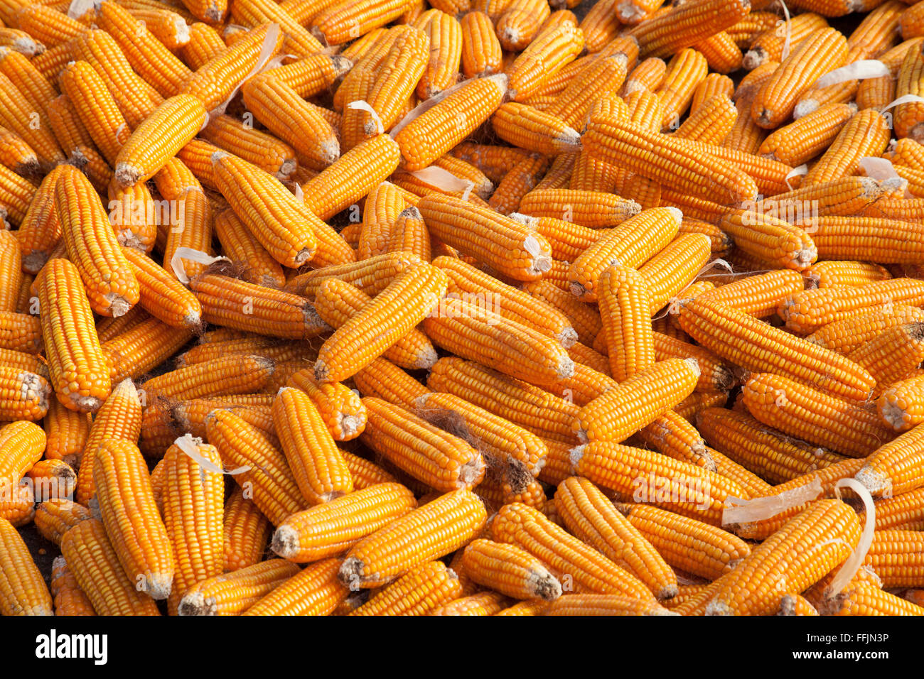 Group corn hi-res stock photography and images - Alamy