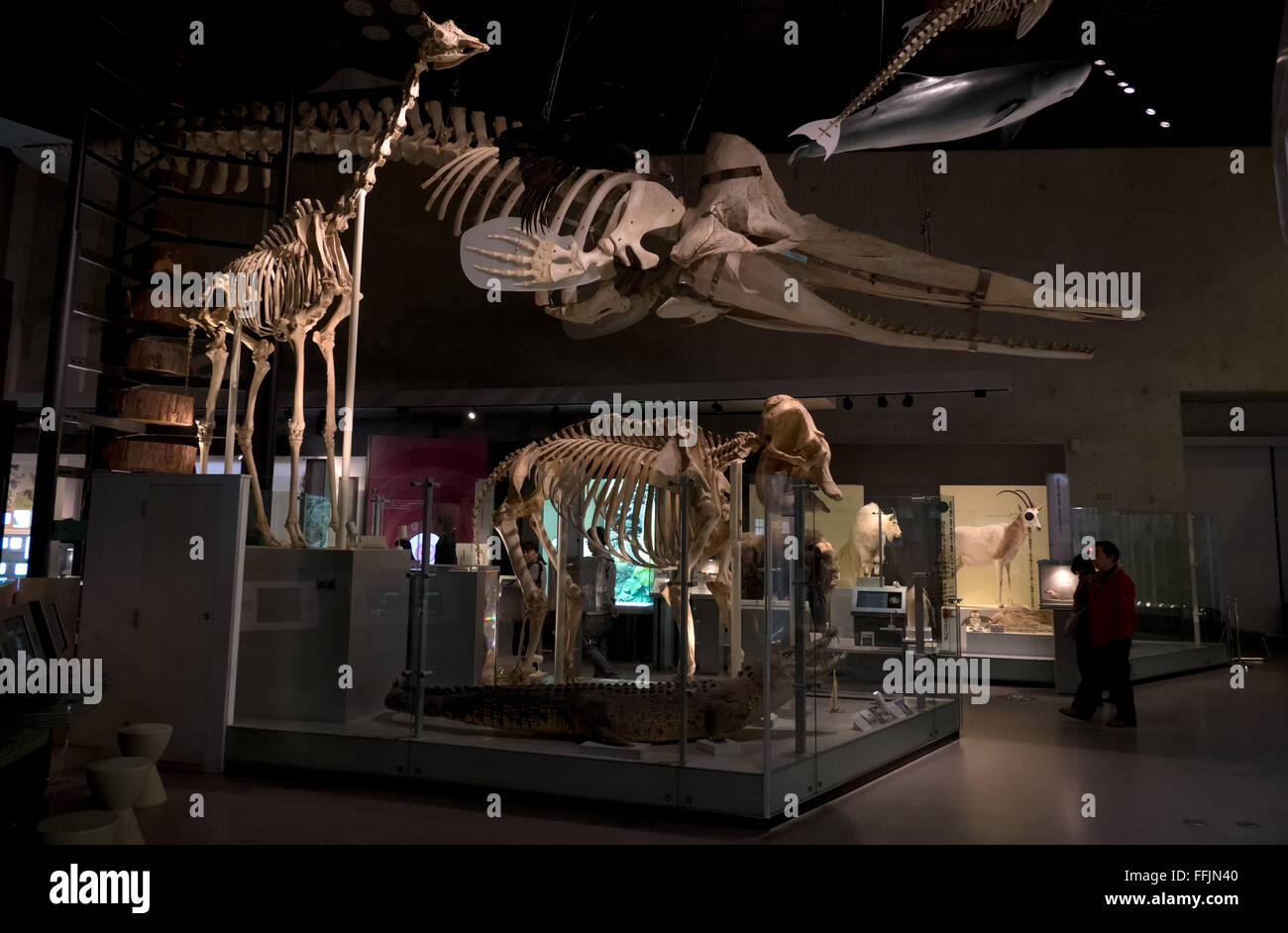 National Museum of Nature and Science, Tokyo, Japan, Asia. Visitors ...