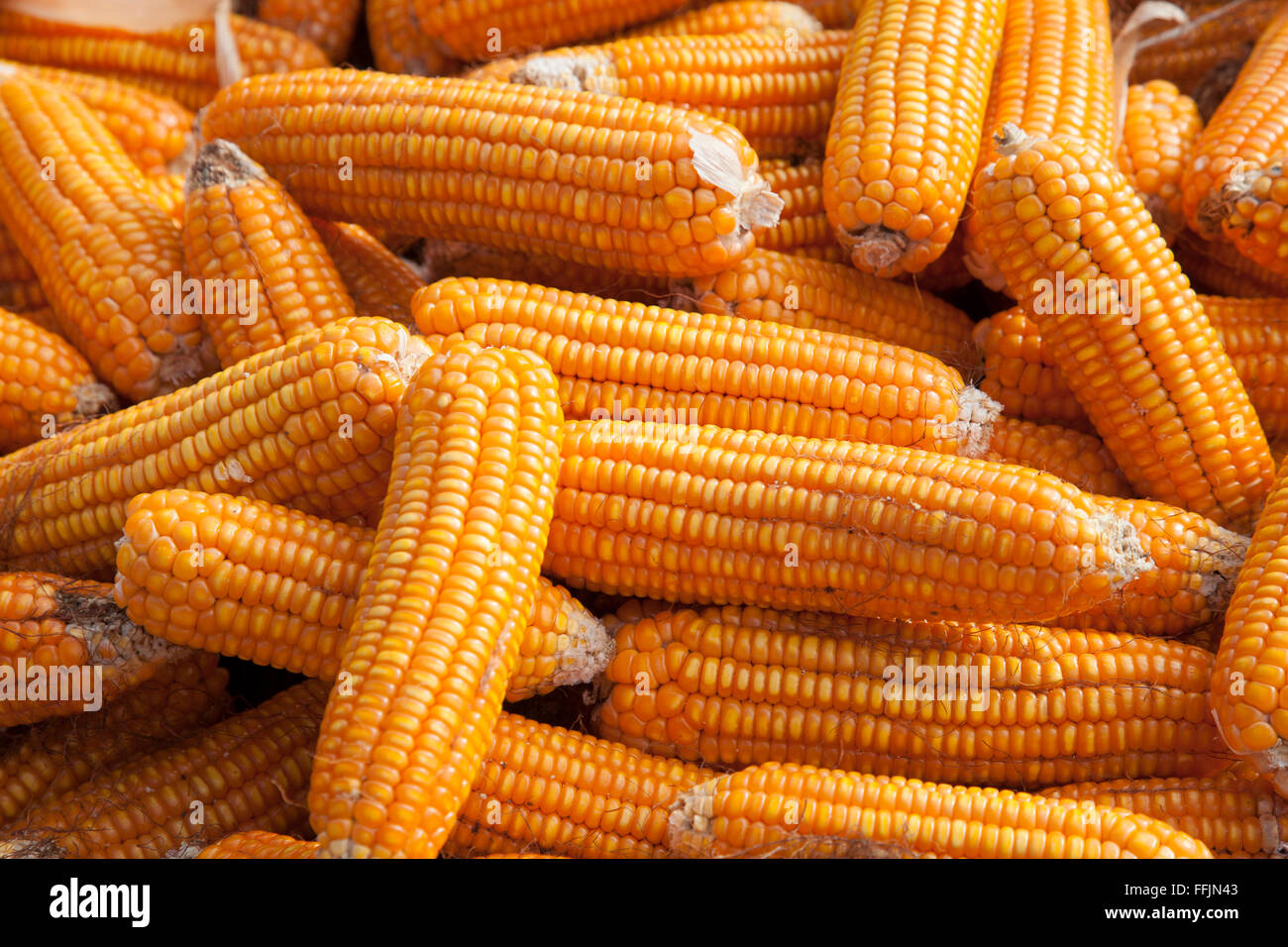 Group of dried corn Stock Photo - Alamy
