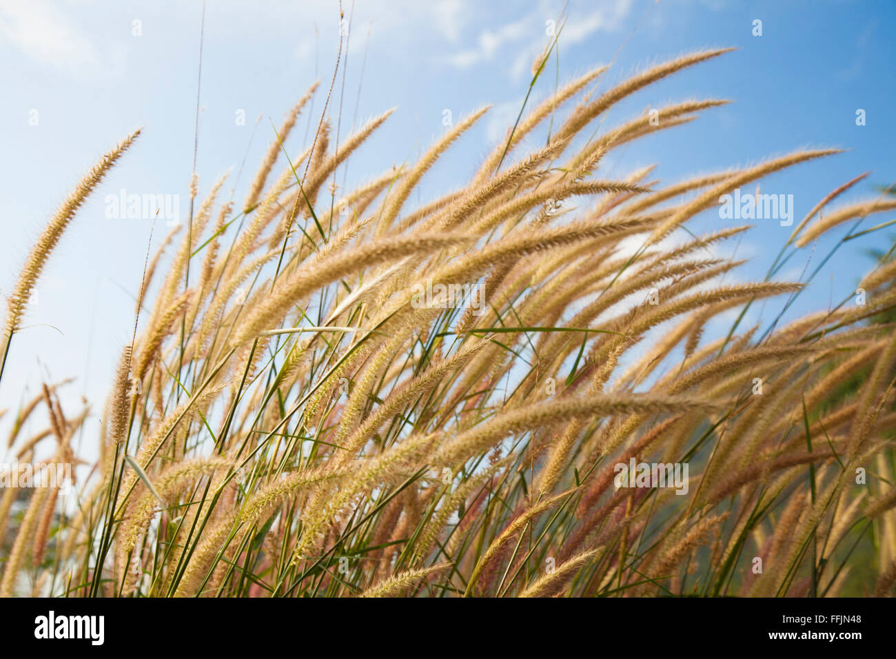 Fluffy grass and cloudy sky Stock Photo - Alamy