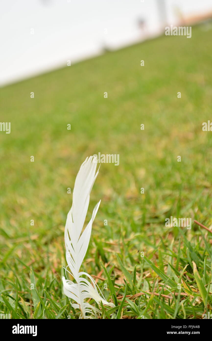 White feather messed feather hi-res stock photography and images - Alamy