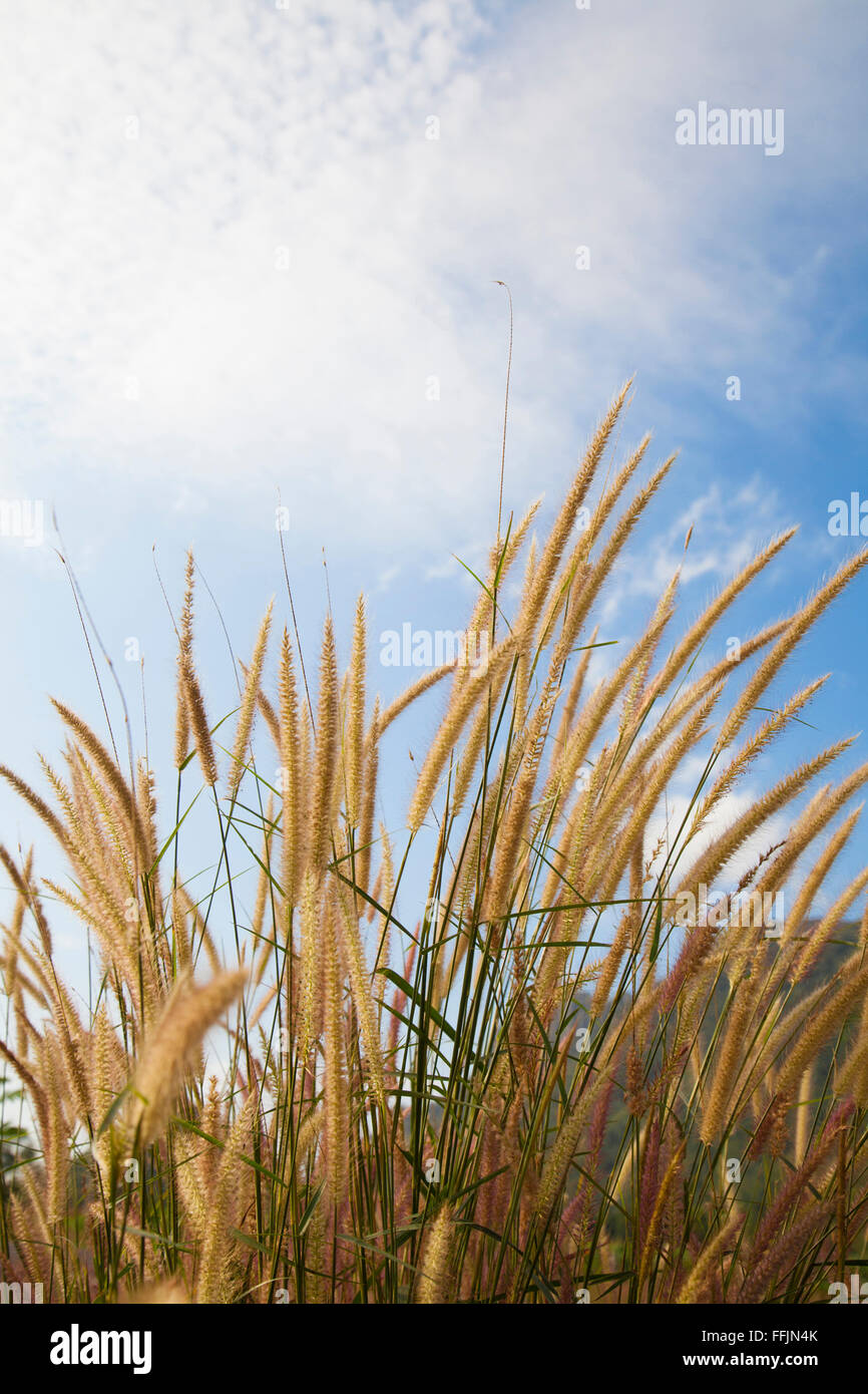 Fluffy grass and cloudy sky Stock Photo - Alamy