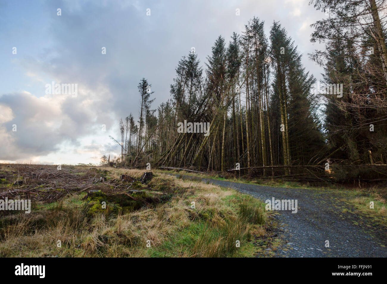 Coniferous tree windthrow hi-res stock photography and images - Alamy