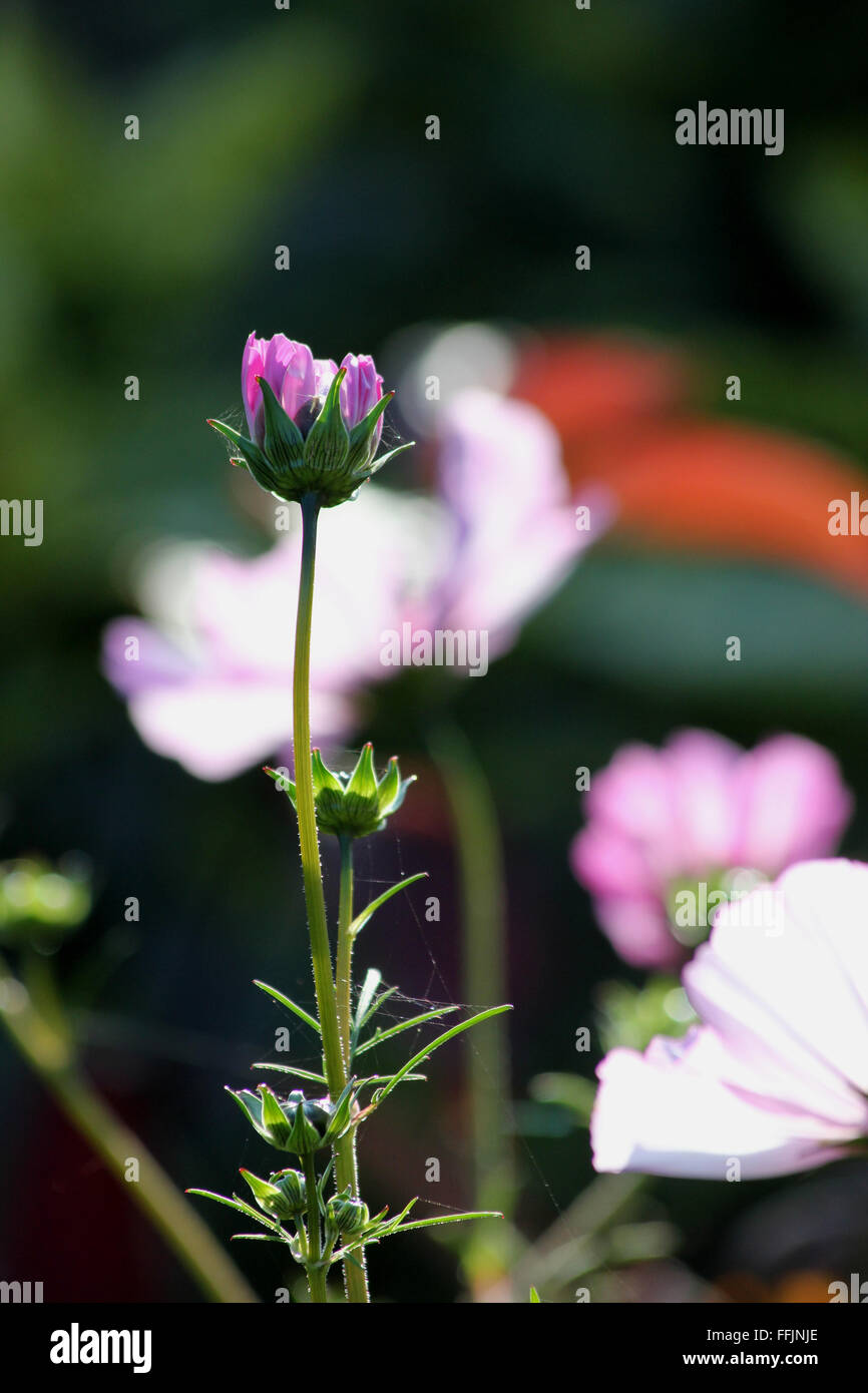 Sunlit pink cosmos bud (Cosmos bipinnatus 'sweet sixteen') with spider ...