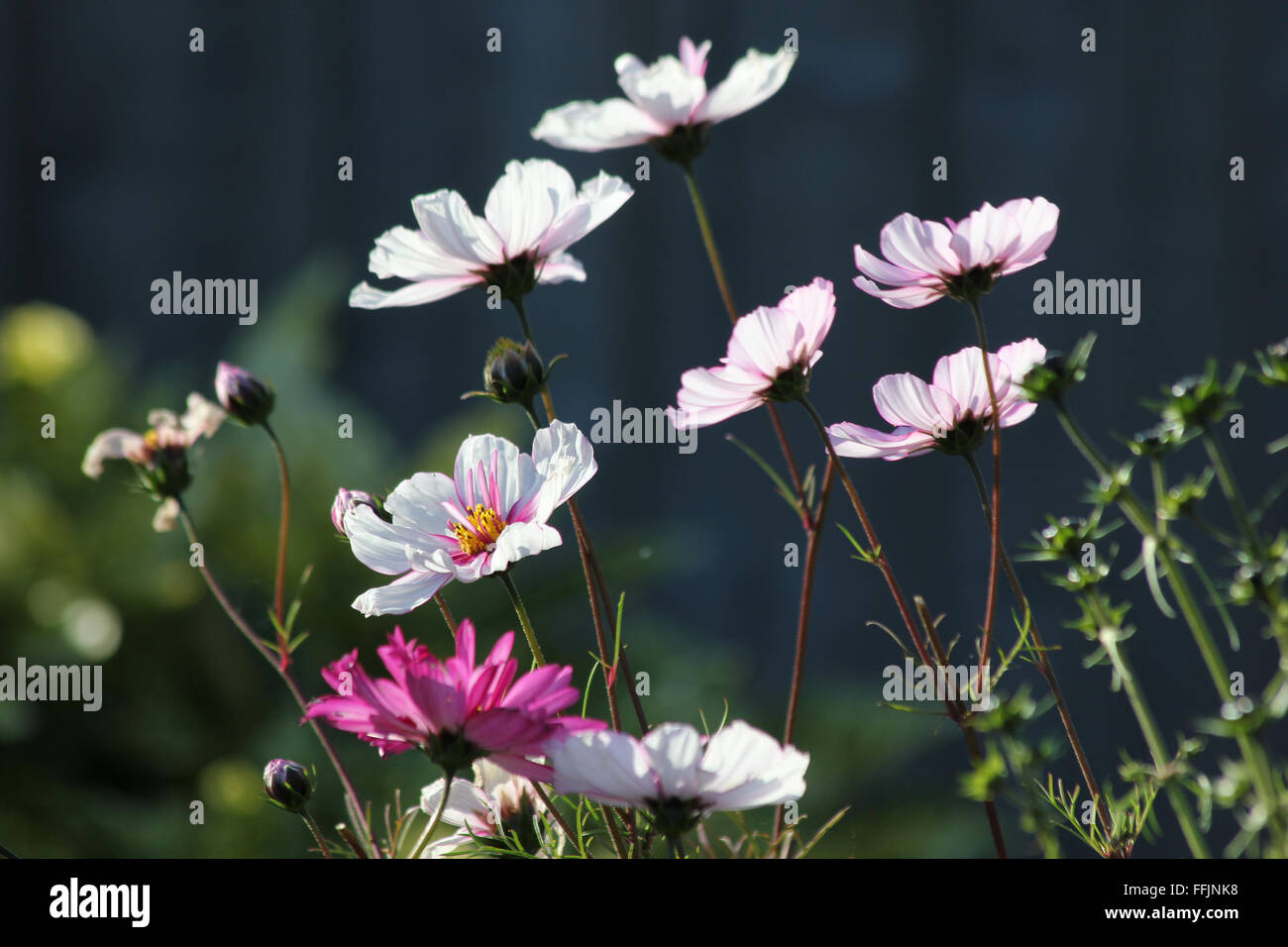 Sunlit cosmos flowers (Cosmos bipinnatus 'sweet sixteen') with shallow ...