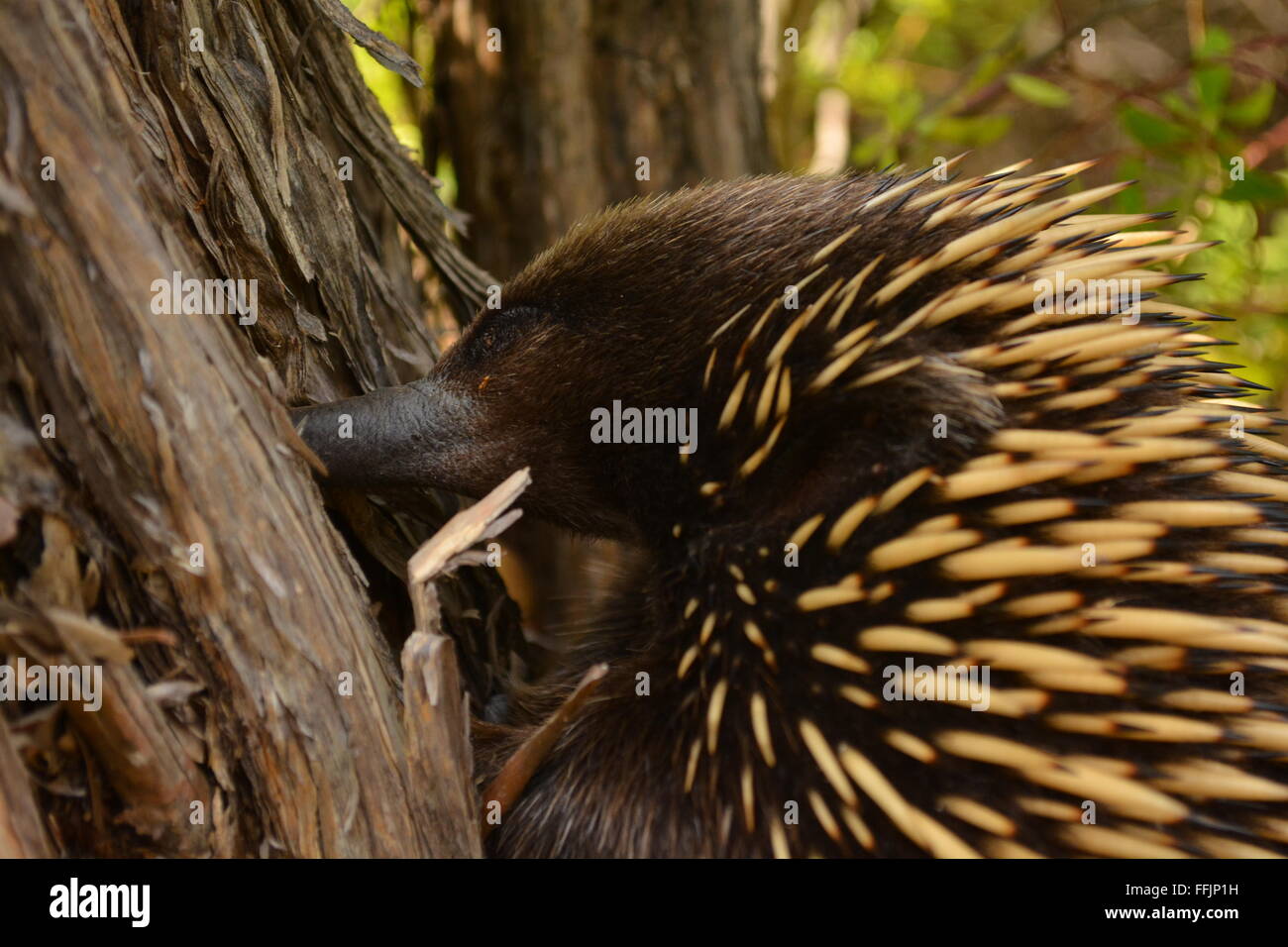 Porcupine tree hi-res stock photography and images - Alamy