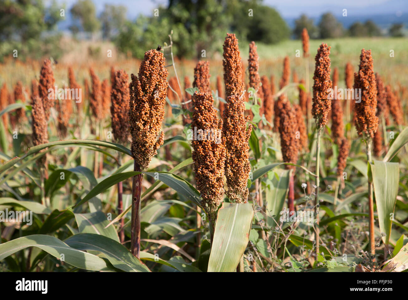 Millet field hi-res stock photography and images - Alamy