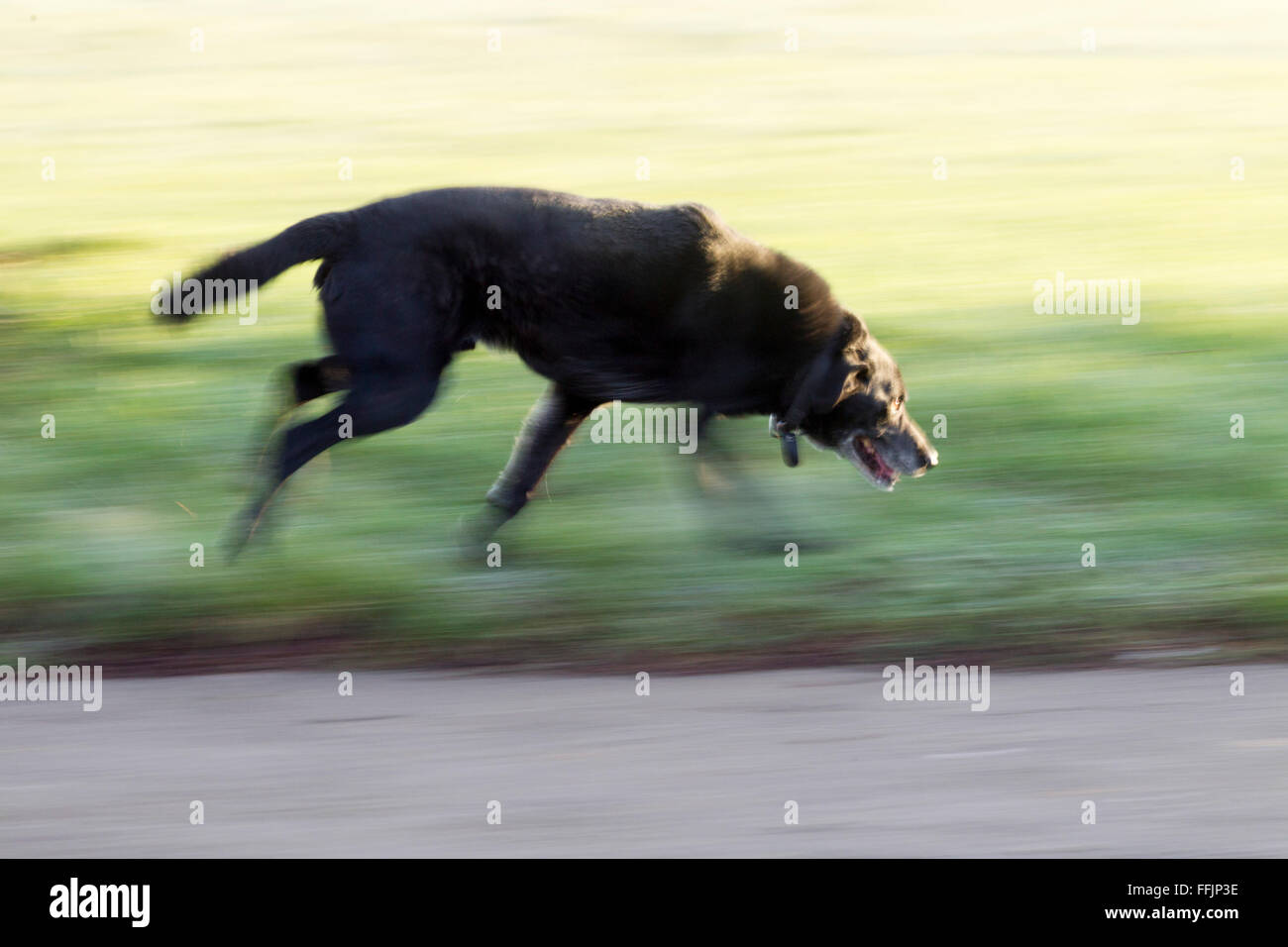 Dog showing movement while running Stock Photo - Alamy
