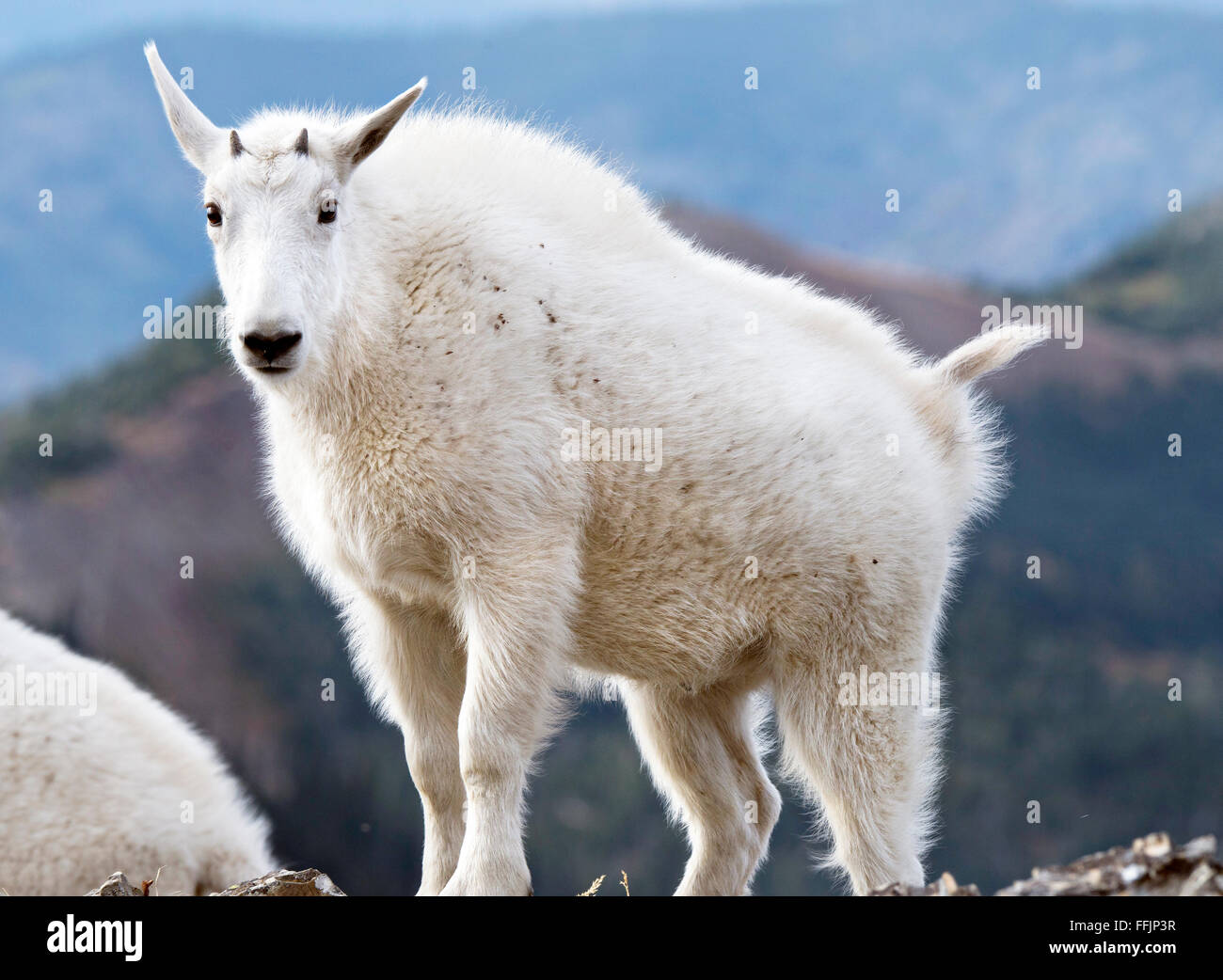 A mountain goat at Logan Pass in Glacier National Park in West Glacier ...