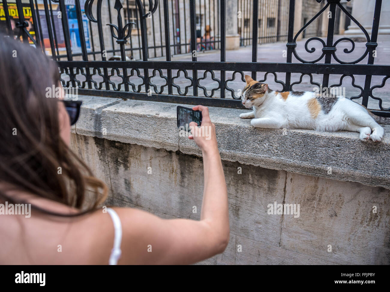 Woman taking photo of stray cat in Dubrovnik city, Croatia Stock Photo ...