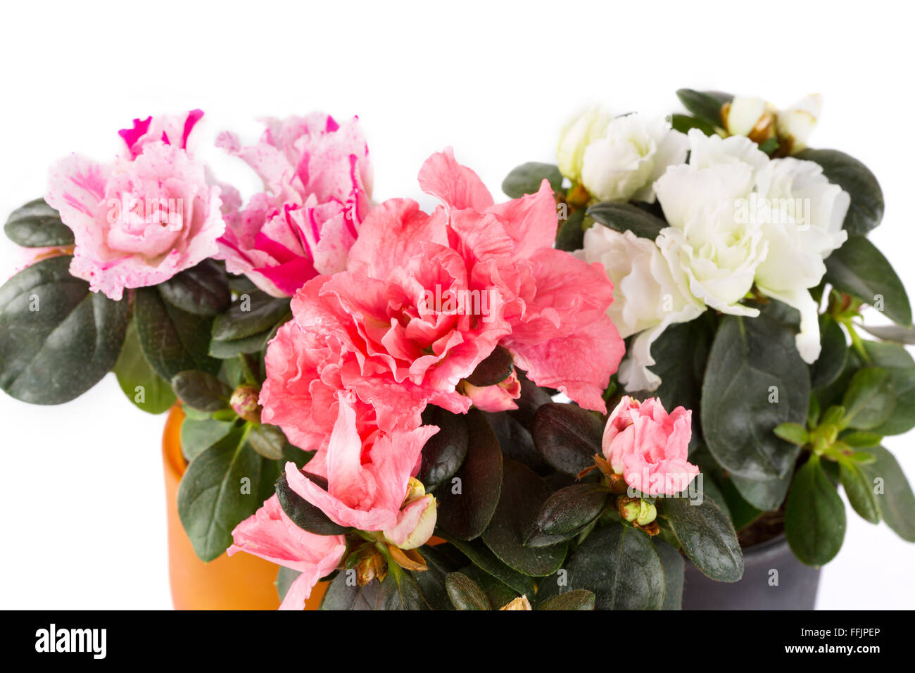Three blossoming mini-azaleas of different color close up on a white ...
