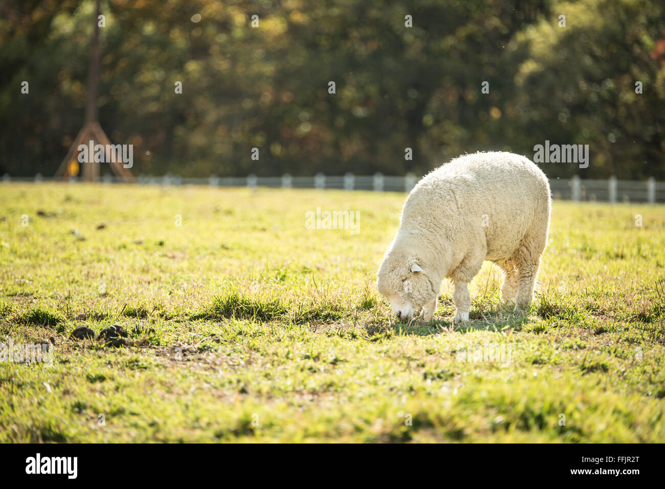 Sheep eating tree hi-res stock photography and images - Alamy