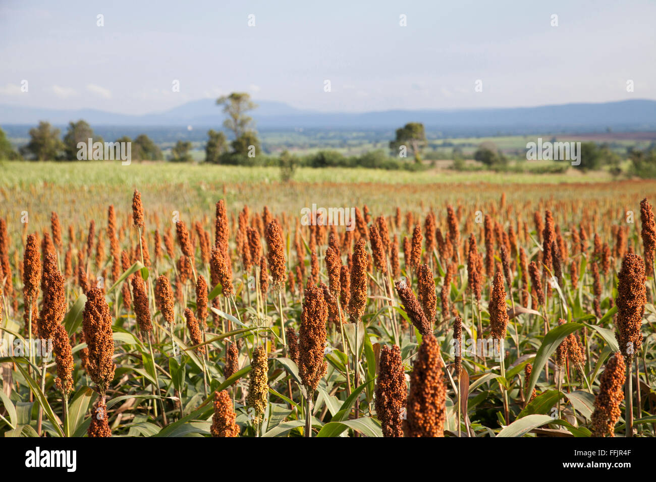 Millet field hi-res stock photography and images - Alamy