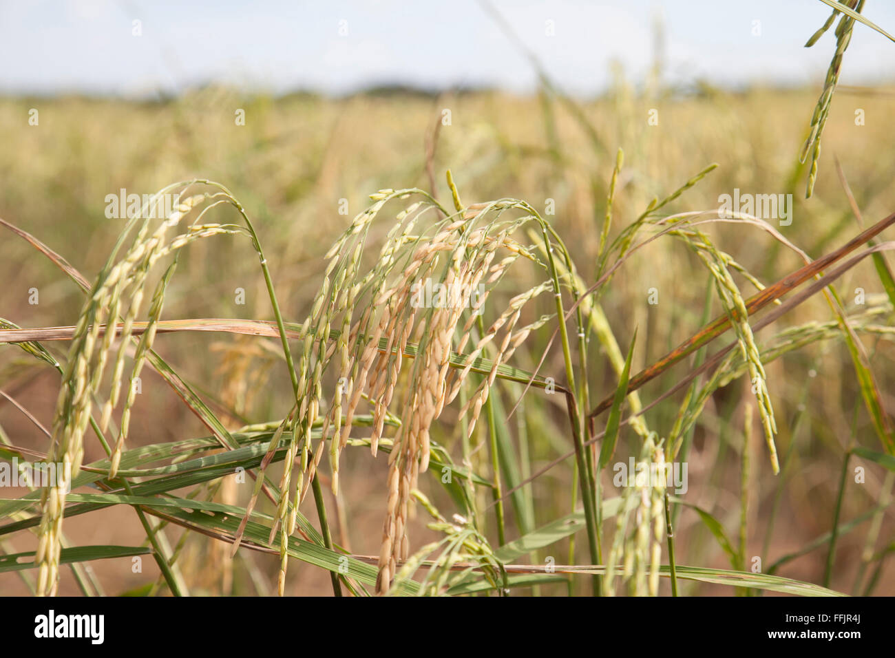Golden rice spikes in the rice field Stock Photo - Alamy