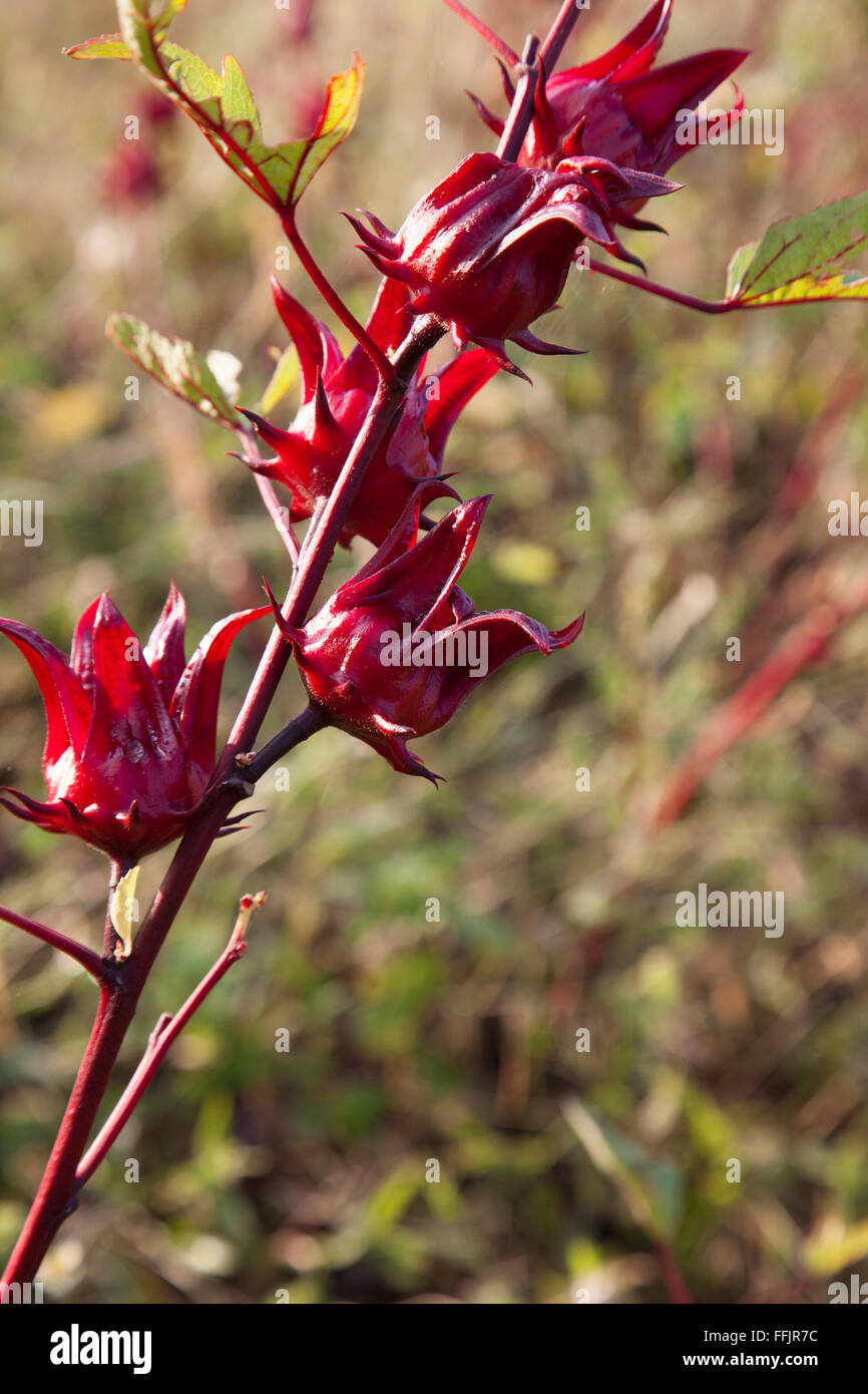 Roselle leaf hi-res stock photography and images - Alamy