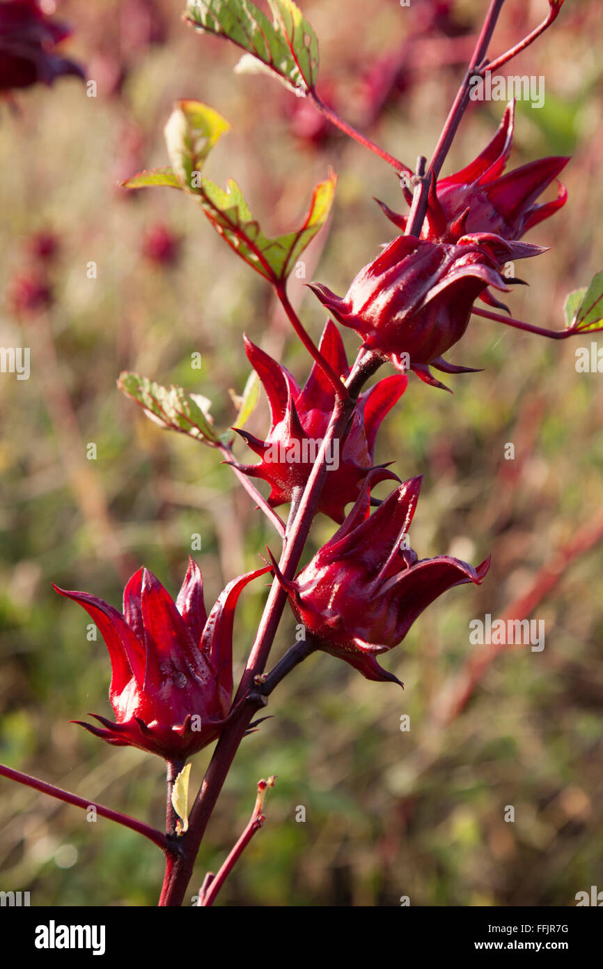 Roselle leaf hi-res stock photography and images - Alamy