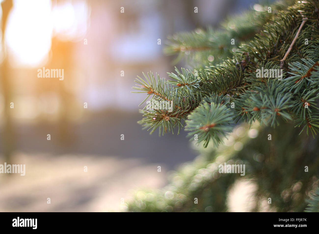 bright green fir tree in the morning sun Stock Photo - Alamy