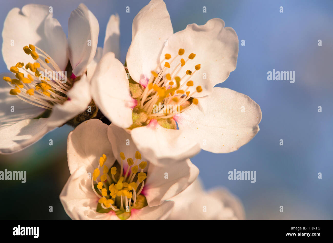 white spring blossoming flower background Stock Photo - Alamy