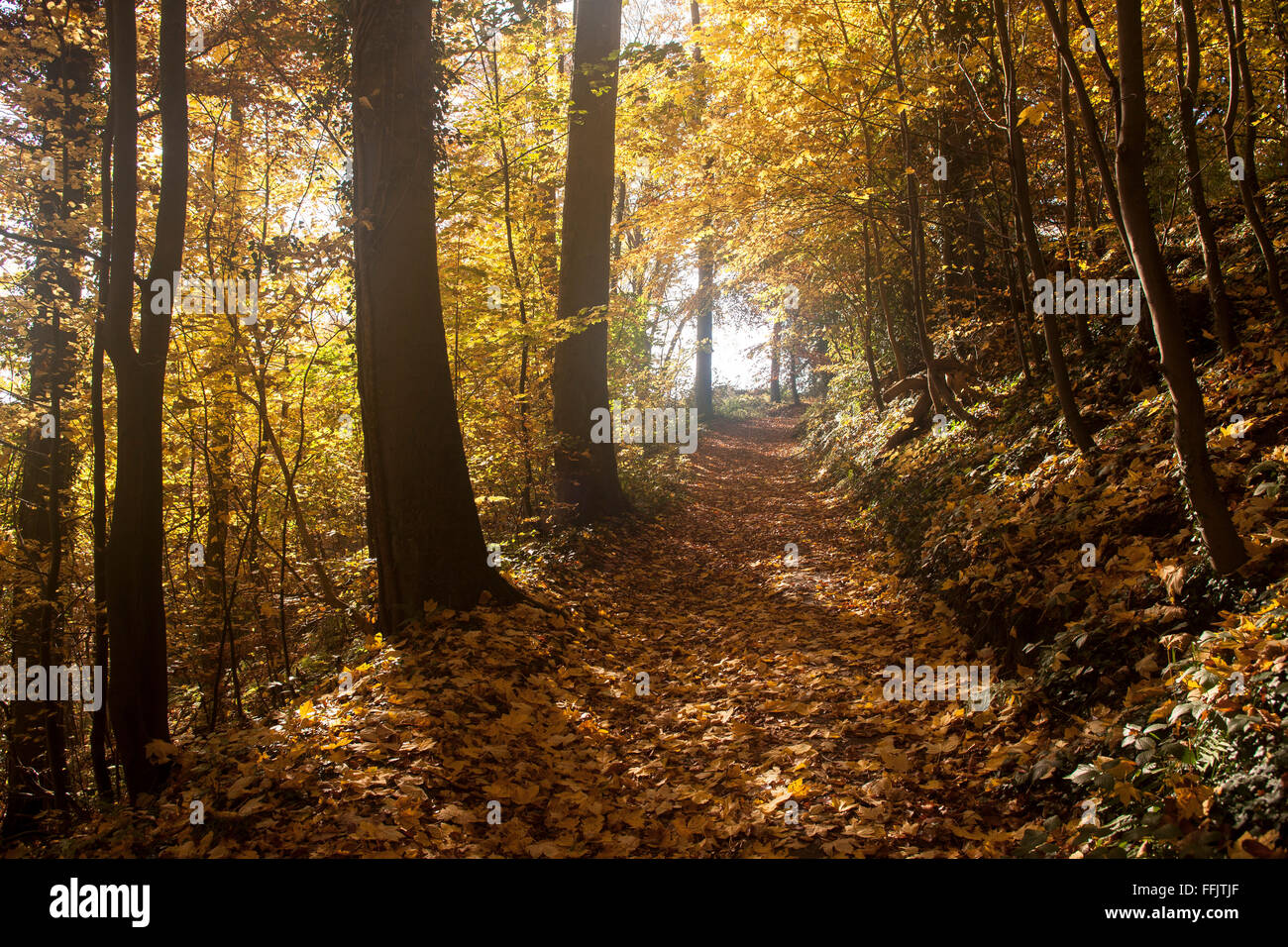 Deutscher herbst hi-res stock photography and images - Alamy