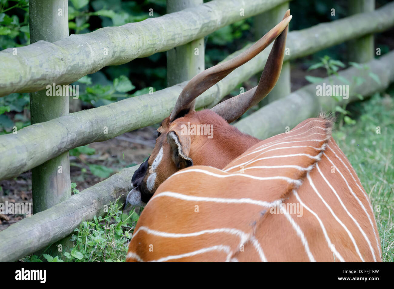 Eastern Bongo (Tragelaphus eurycerus isaaci Stock Photo - Alamy