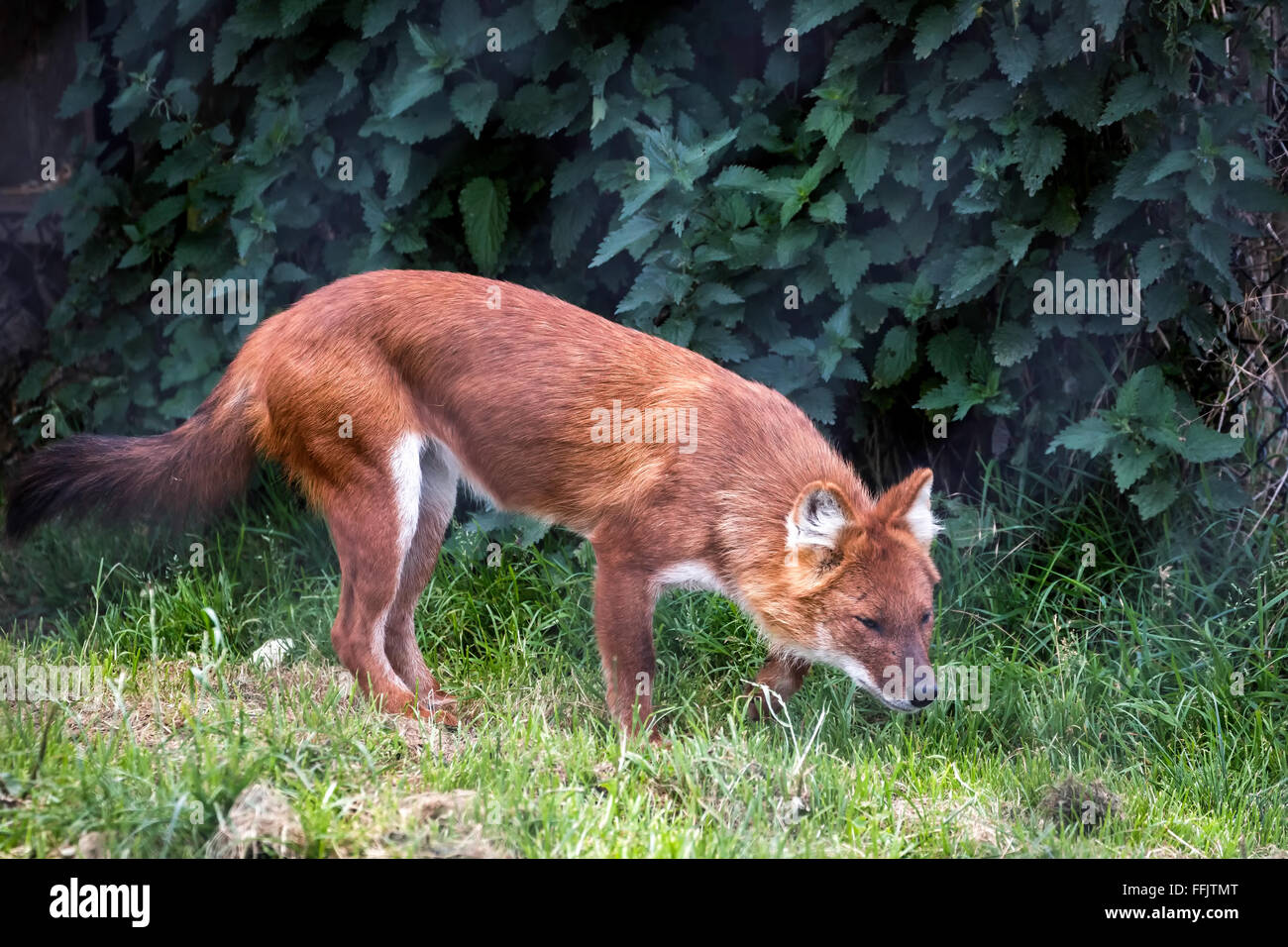 Dhole (Cuon alpinus) also called the Asiatic wild dog or Indian wild ...