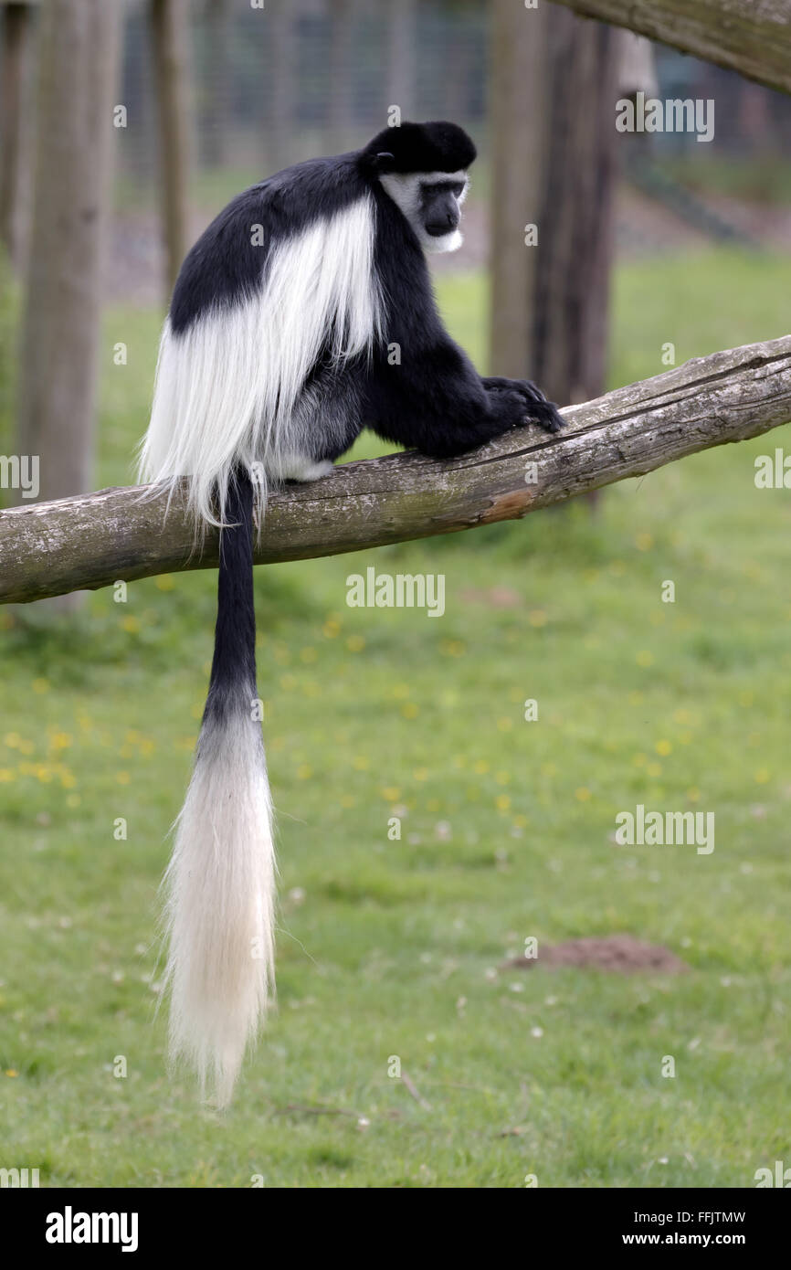 Black and White Colobus (Colubus Stock Photo - Alamy