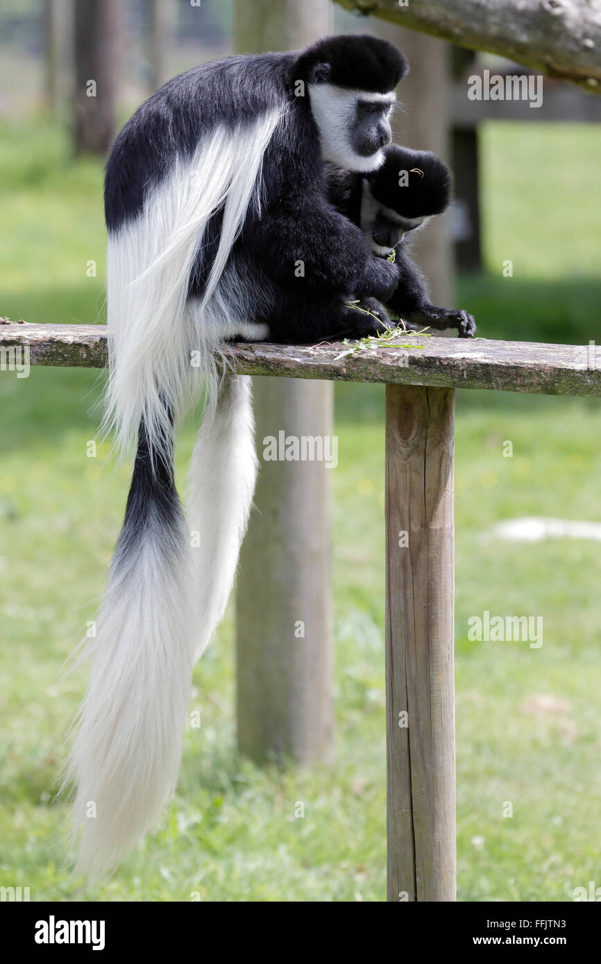 Black and White Colobus (Colubus Stock Photo - Alamy
