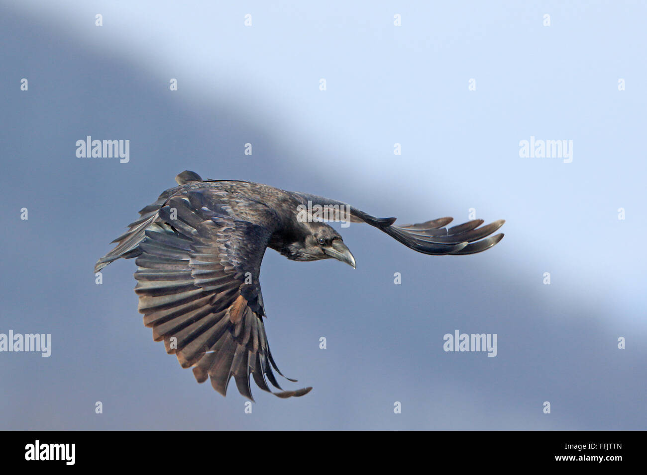 Raven in flight calling hi-res stock photography and images - Alamy