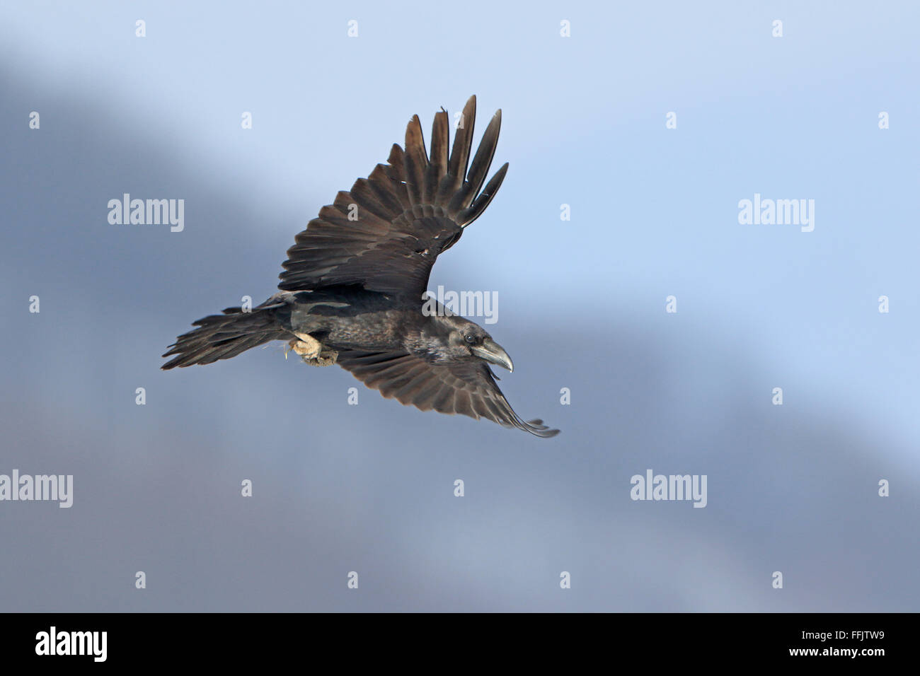 Raven in flight hi-res stock photography and images - Alamy
