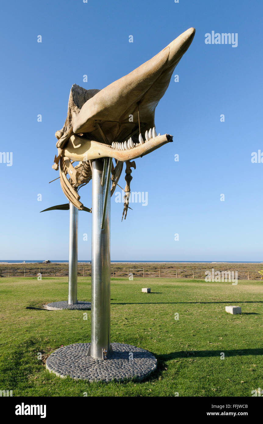 Skeleton of a sperm whale, Morro Jable, Fuerteventura, Canary Islands ...