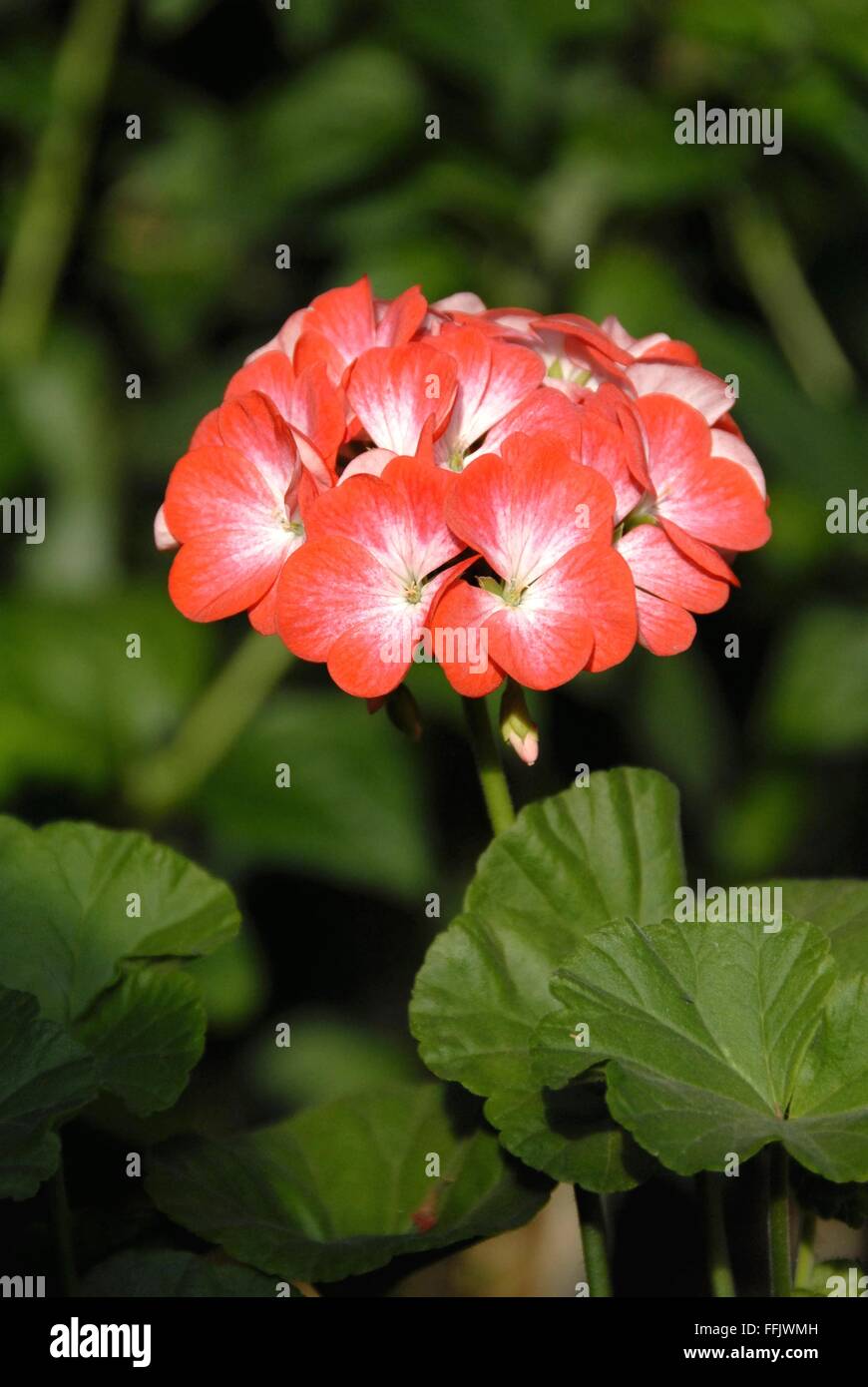 Red geranium in garden with green leaf background Stock Photo - Alamy