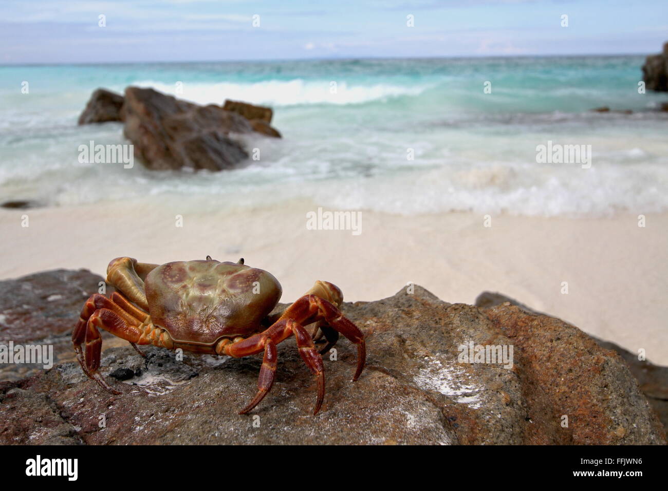 Live Crabs In Ocean