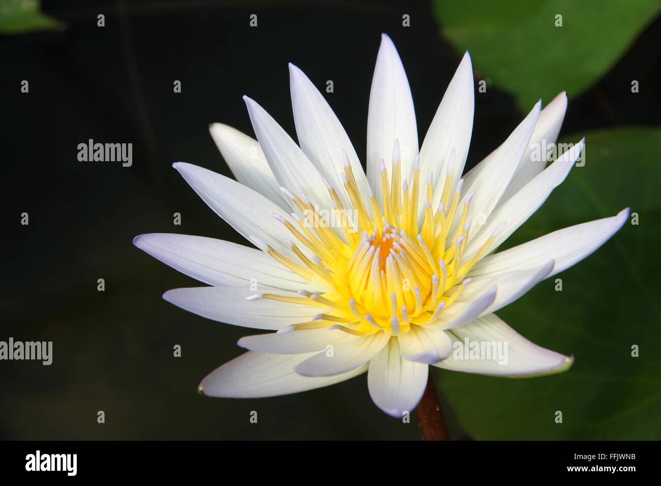 Single white yellow lotus flower with green leaves Stock Photo - Alamy