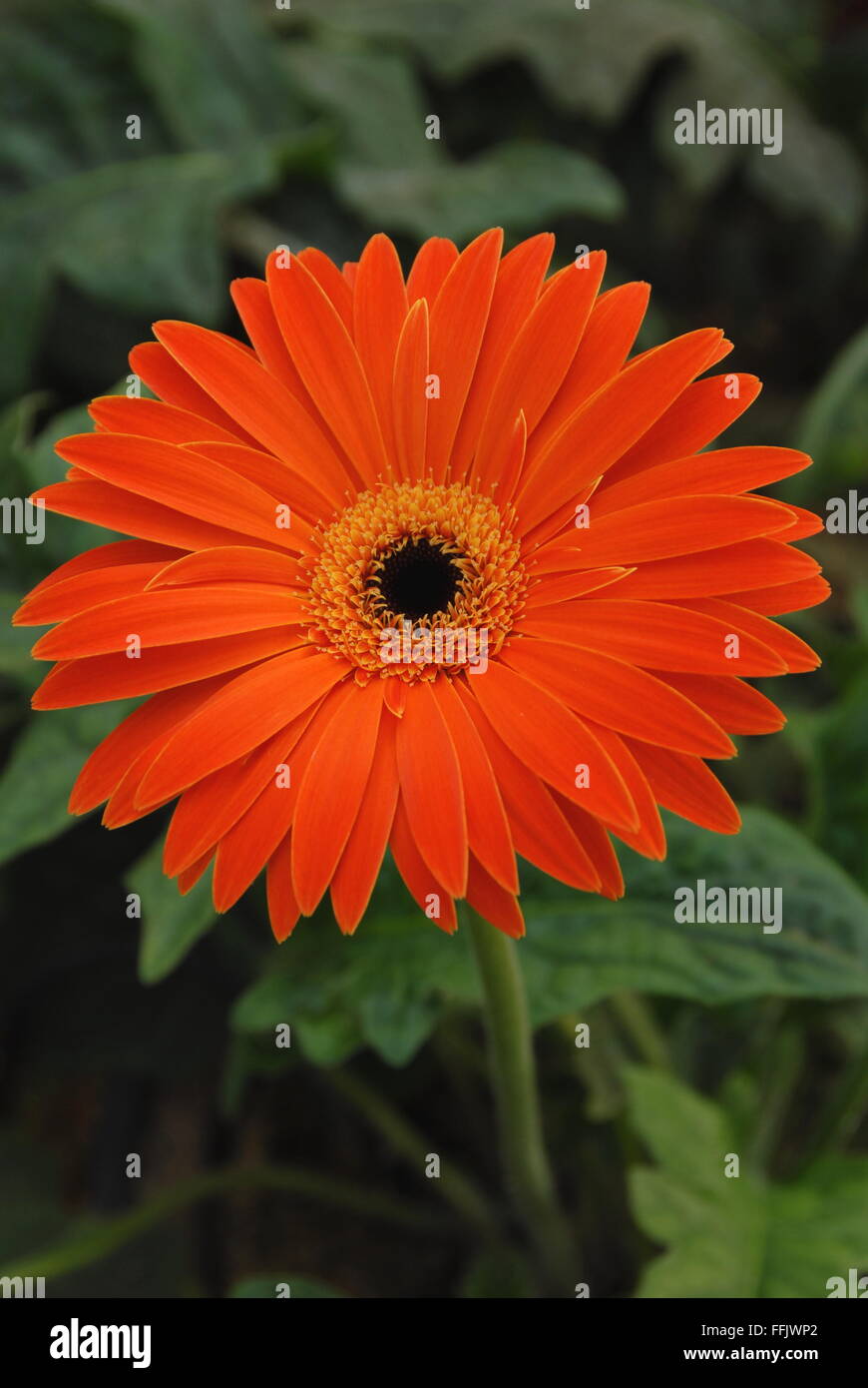 Single orange gerbera in garden with green leaf background Stock Photo ...
