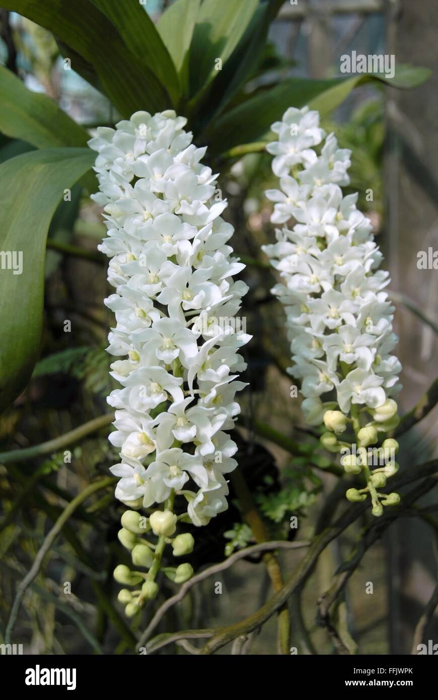 Rhynchostylis Gigantea White | Rhynchostylis Gigantea Origine – YOFU