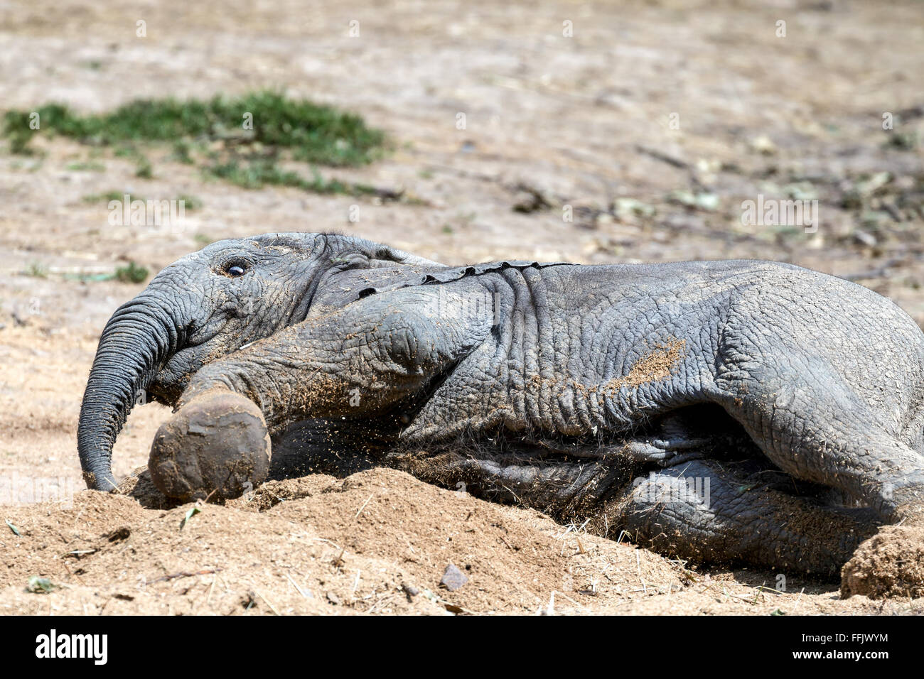 Elephant rolling dirt hi-res stock photography and images - Alamy