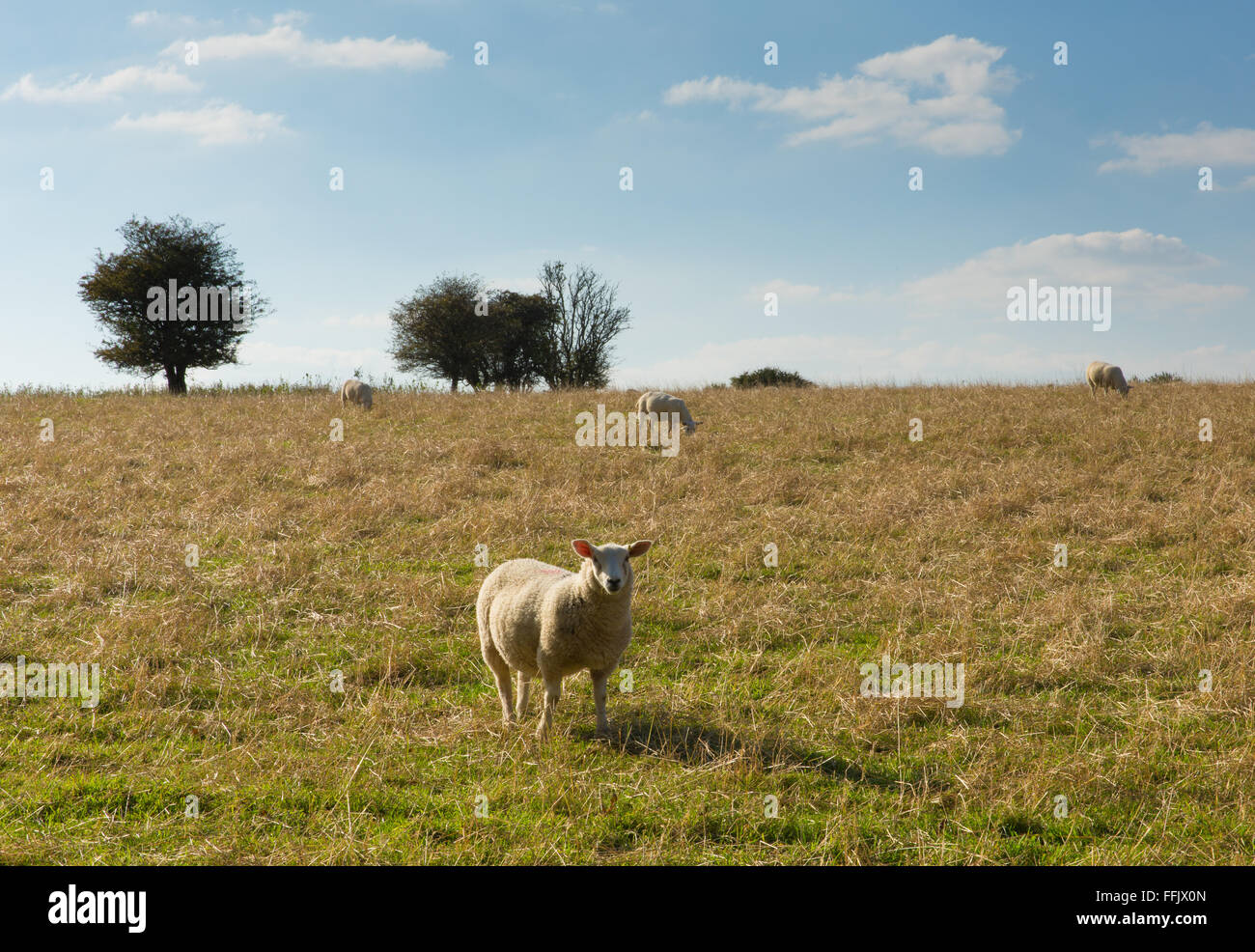 Devon Hills Sheep High Resolution Stock Photography and Images - Alamy