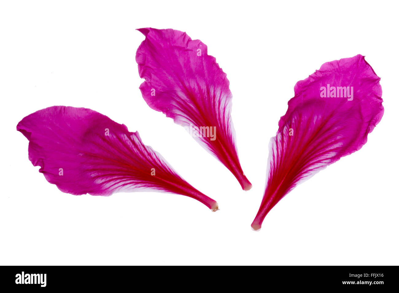 White frangipani petals flowers hi-res stock photography and images - Alamy