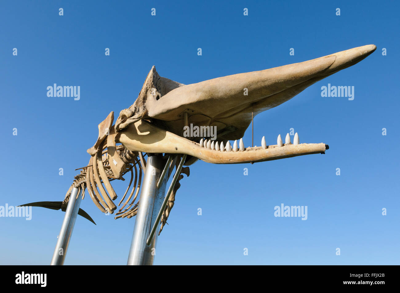 Whale bones whales skeleton hi-res stock photography and images - Alamy