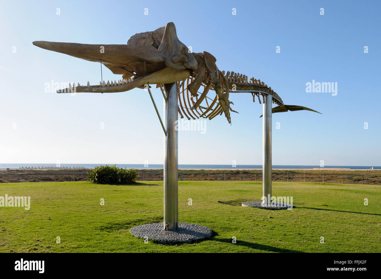 Sperm whale skeleton hi-res stock photography and images - Alamy