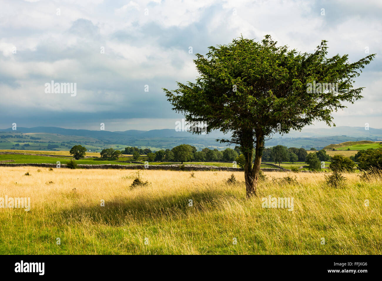 Tree on Cunswick Fell, South Lakeland District, Cumbria, England ...
