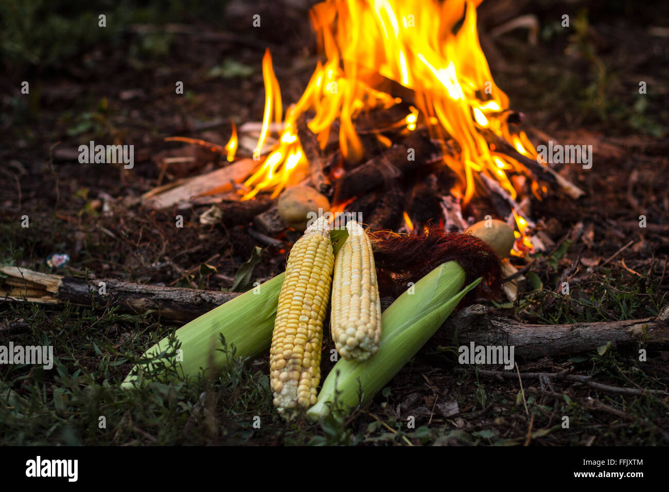 Two fresh corn cobs near camp fire Stock Photo - Alamy