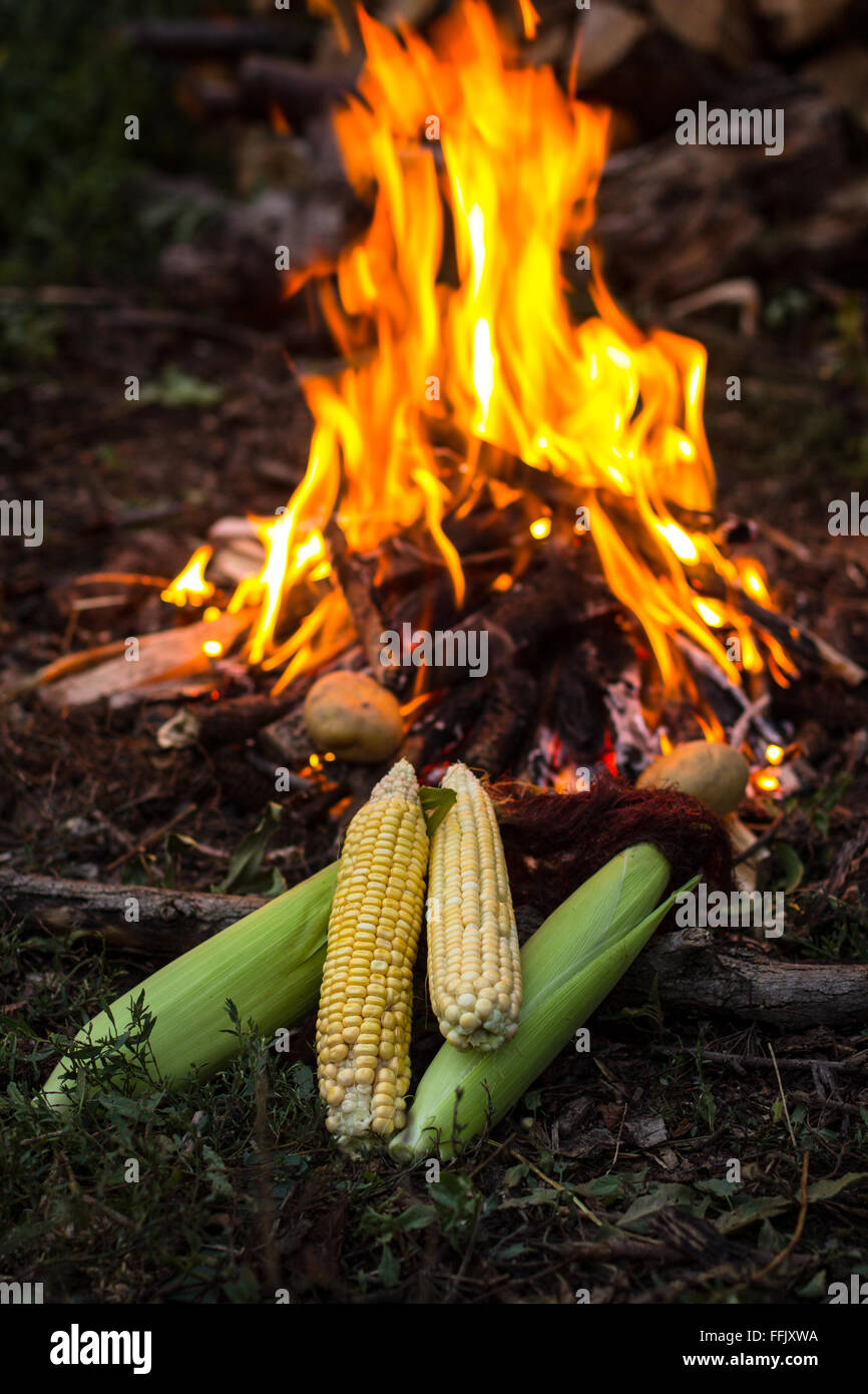 Two fresh corn cobs near camp fire Stock Photo - Alamy