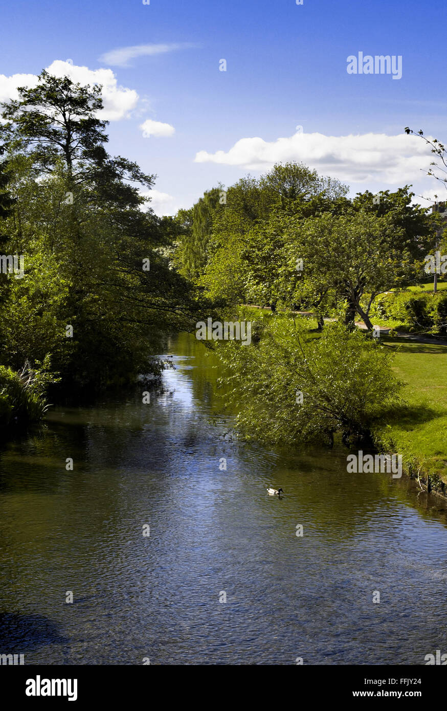 Woodland bedale hi-res stock photography and images - Alamy